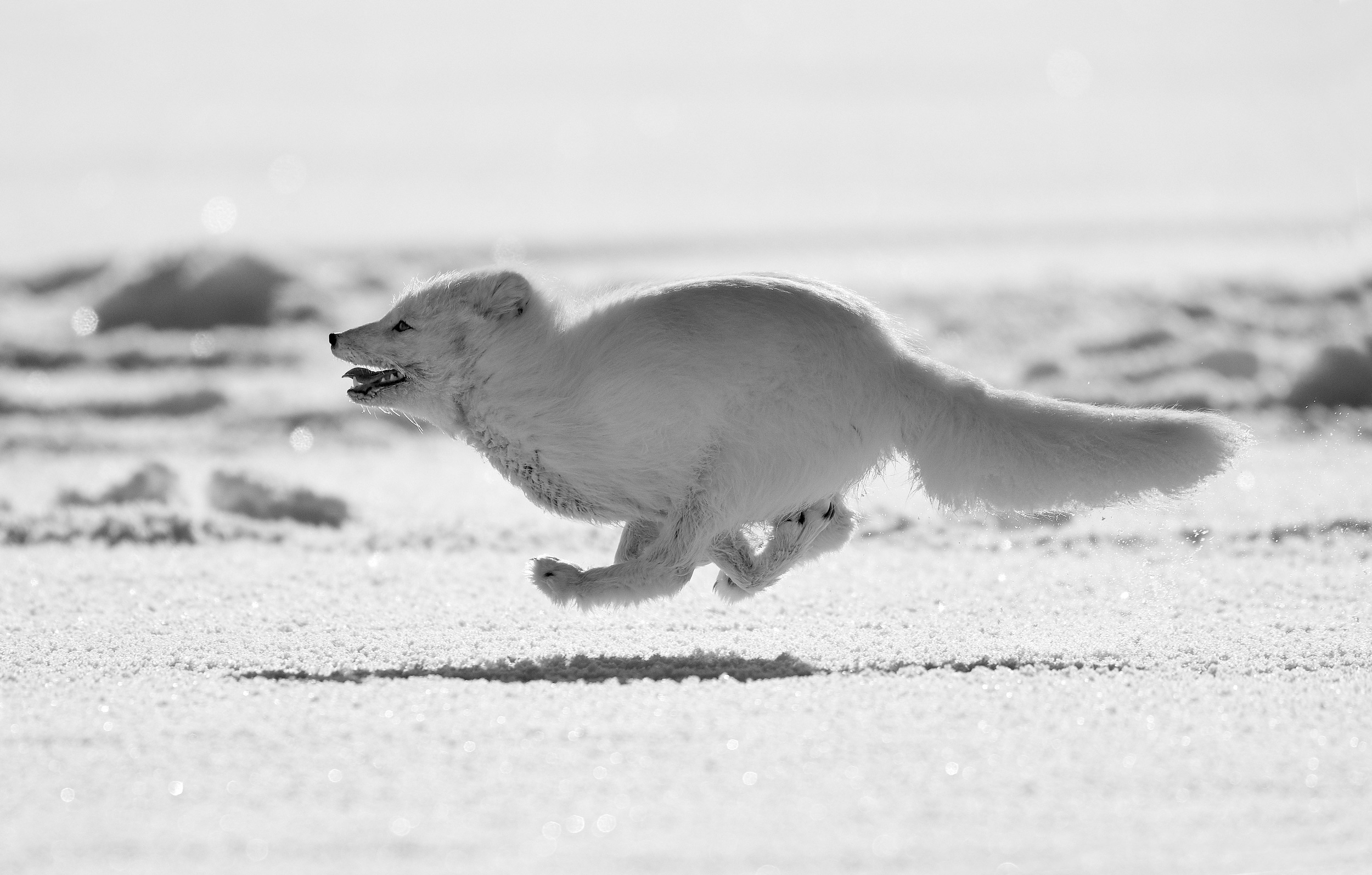 Arctic Fox Running, HD Animals, 4k Wallpapers, Images, Backgrounds ...