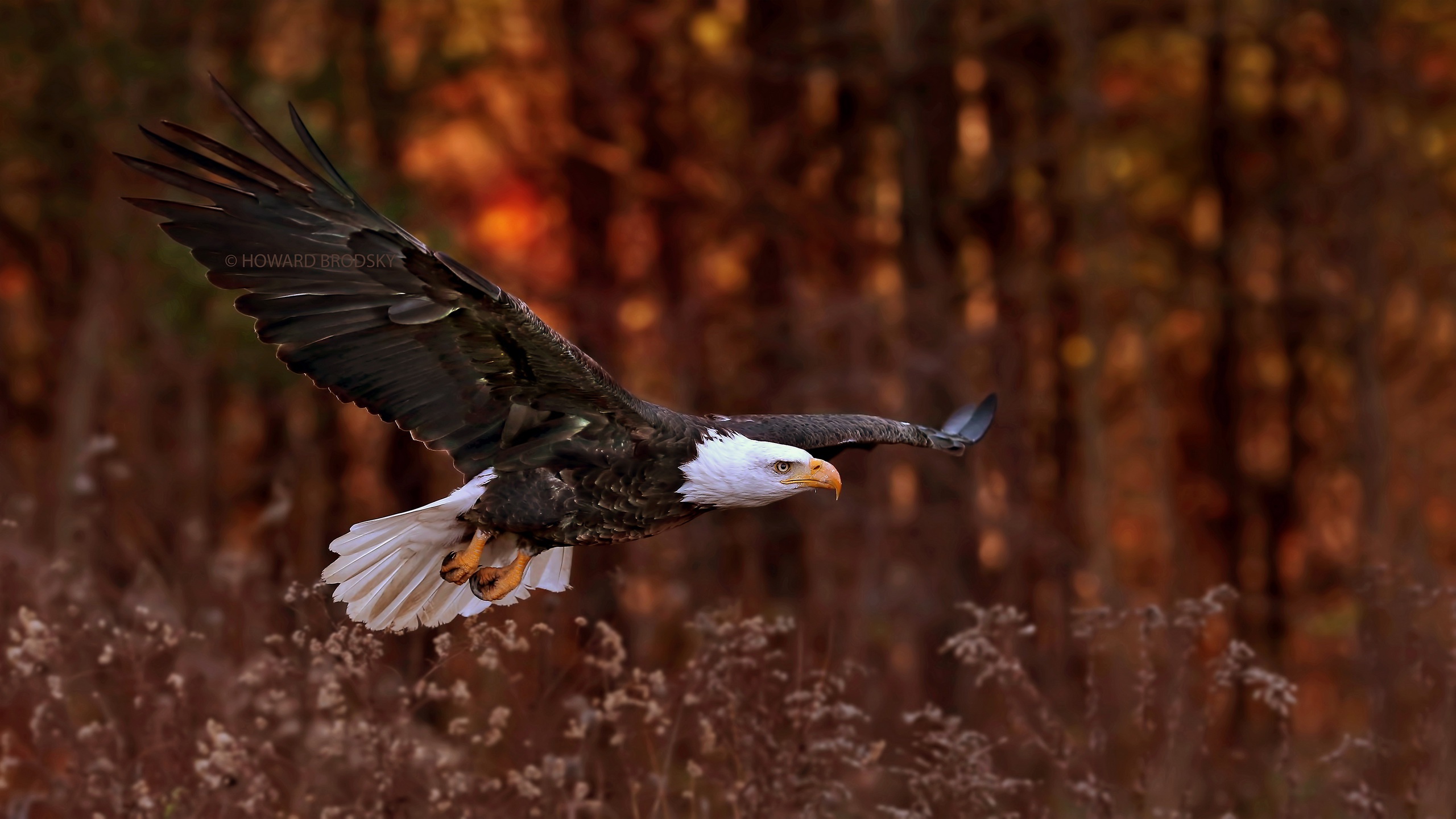 Eagle Flying Background