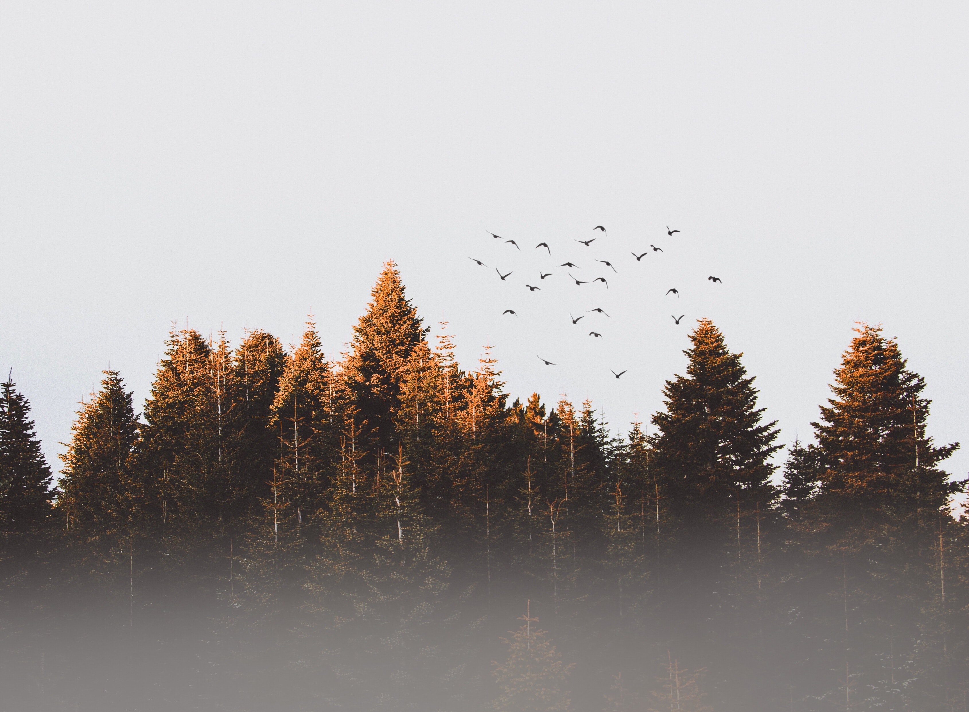 Flock Of Birds Flying Trees Landscape View 4k, HD Nature, 4k Wallpapers ...