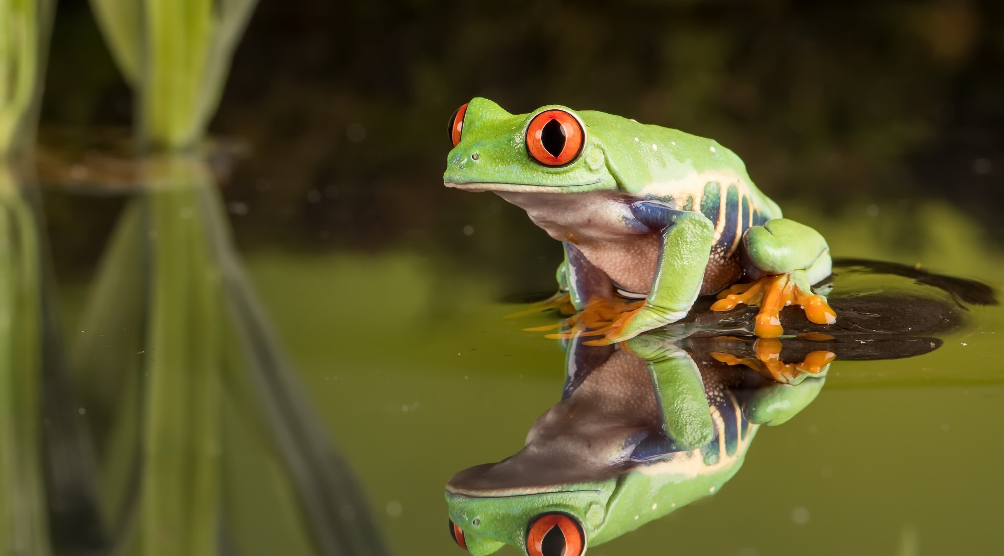 Frog, HD Animals, 4k Wallpapers, Images, Backgrounds, Photos and Pictures