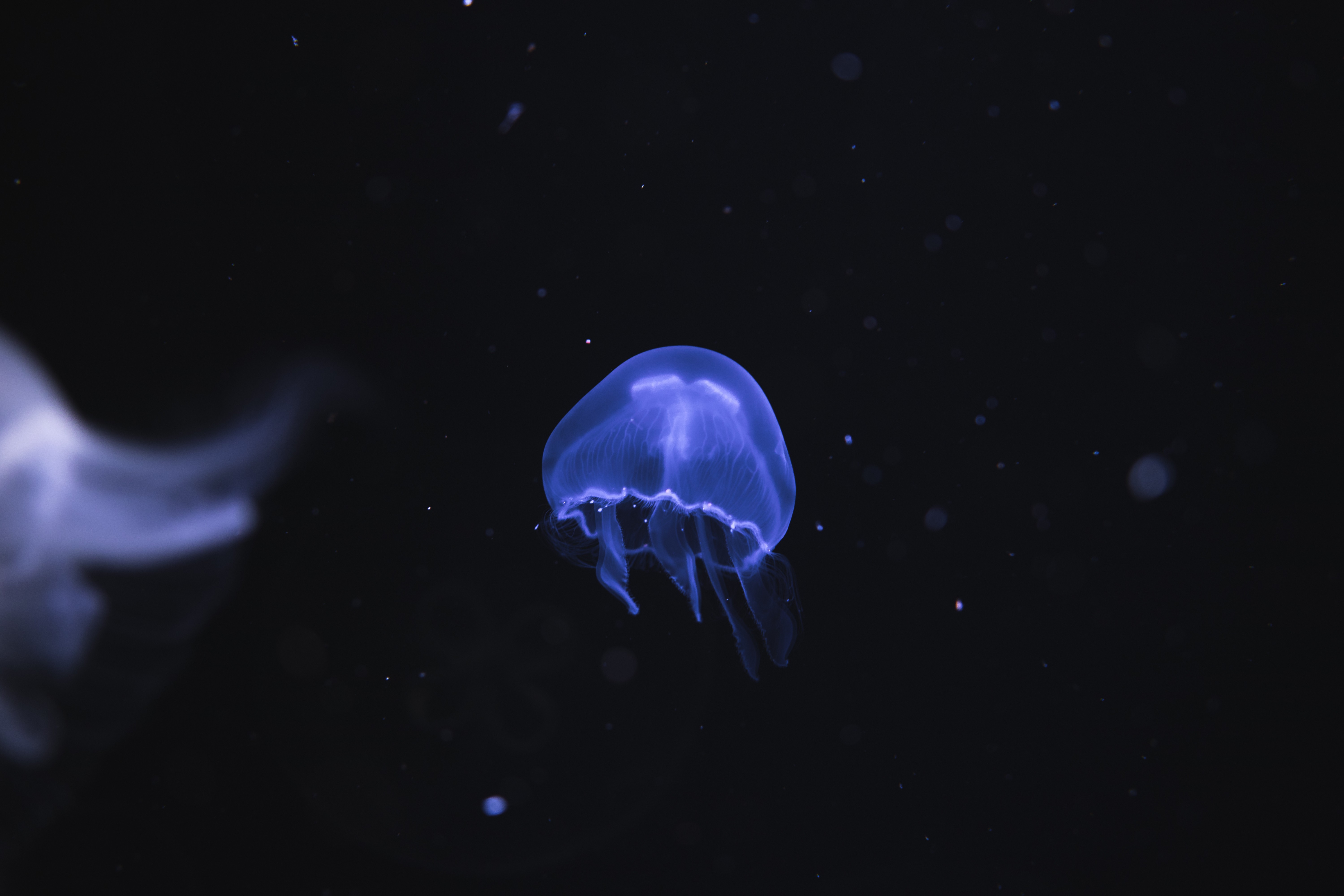 Jellyfish Underwater 5k, HD Animals, 4k Wallpapers, Images, Backgrounds ...