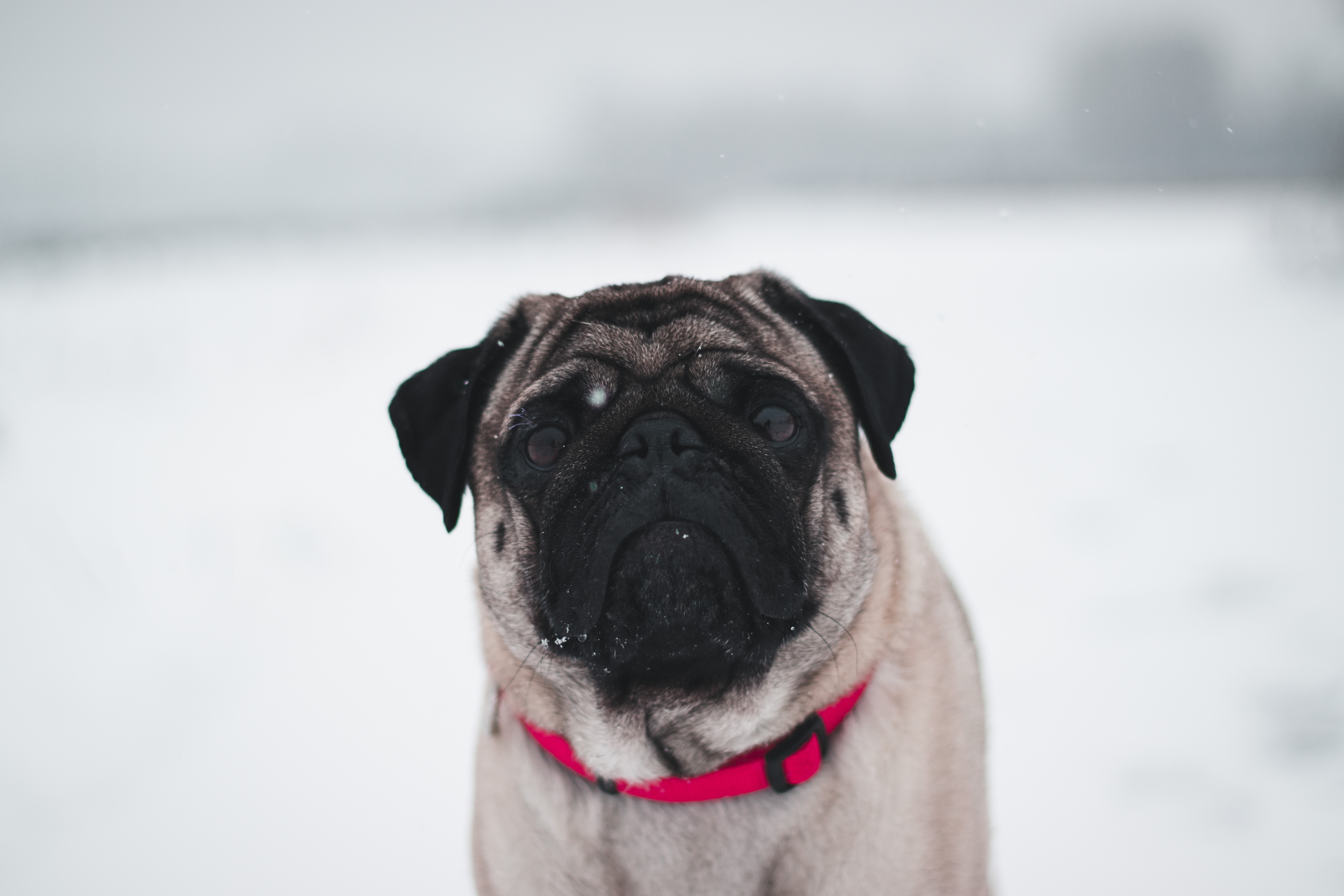 Pug In Snow 5k, HD Animals, 4k Wallpapers, Images, Backgrounds, Photos ...