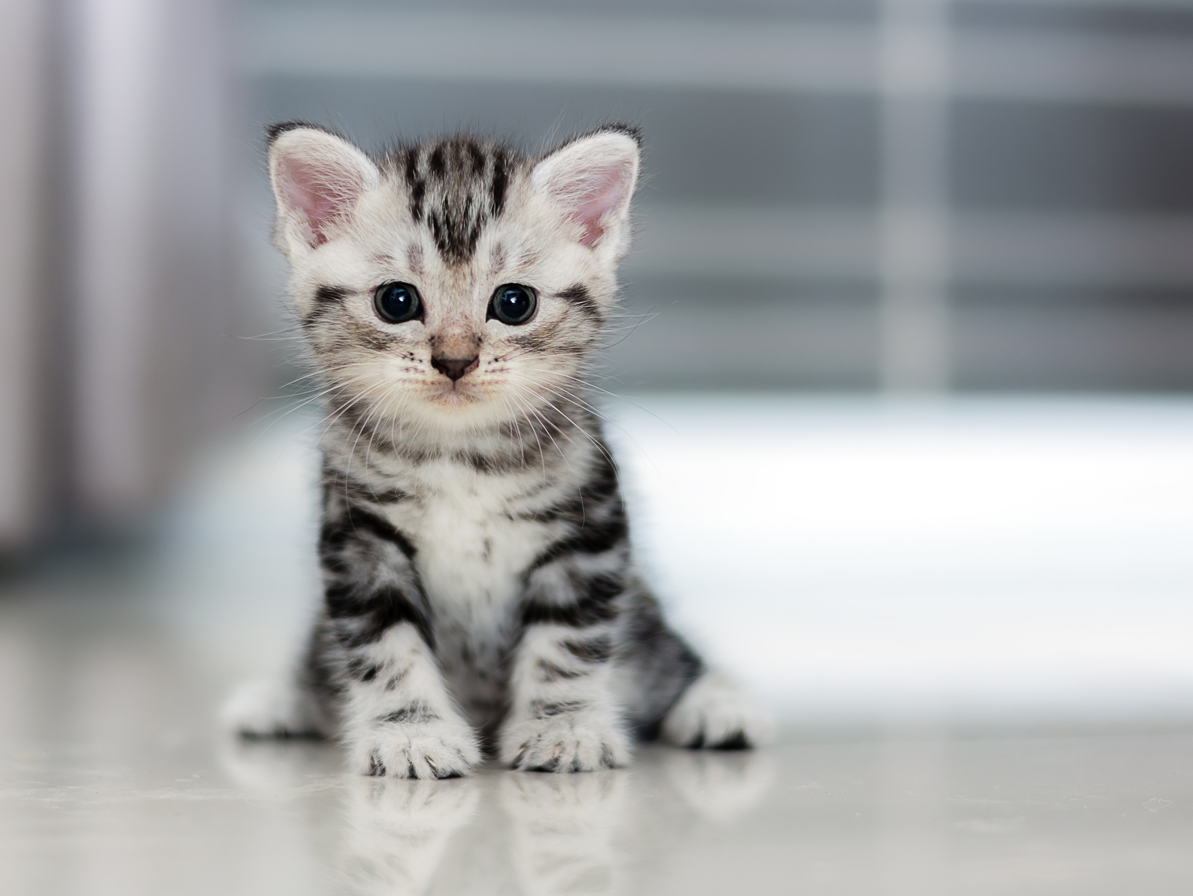 Small Kitten, HD Animals, 4k Wallpapers, Images, Backgrounds, Photos ...