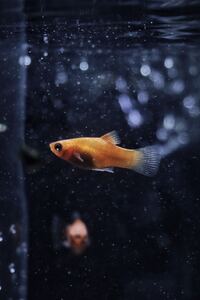 1125x2436 Betta Fish Iphone XS,Iphone 10,Iphone X HD 4k Wallpapers ...